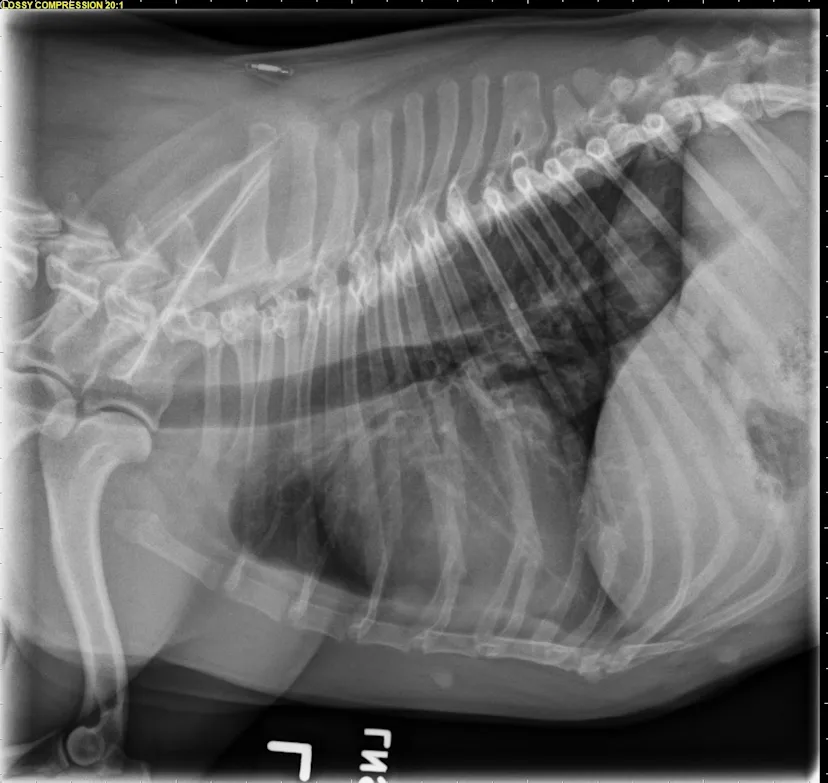 Heart Evaluation on Thoracic Radiographs in Dogs: Guide