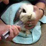 Cecal Perforation During Ovariohysterectomy in a Rabbit