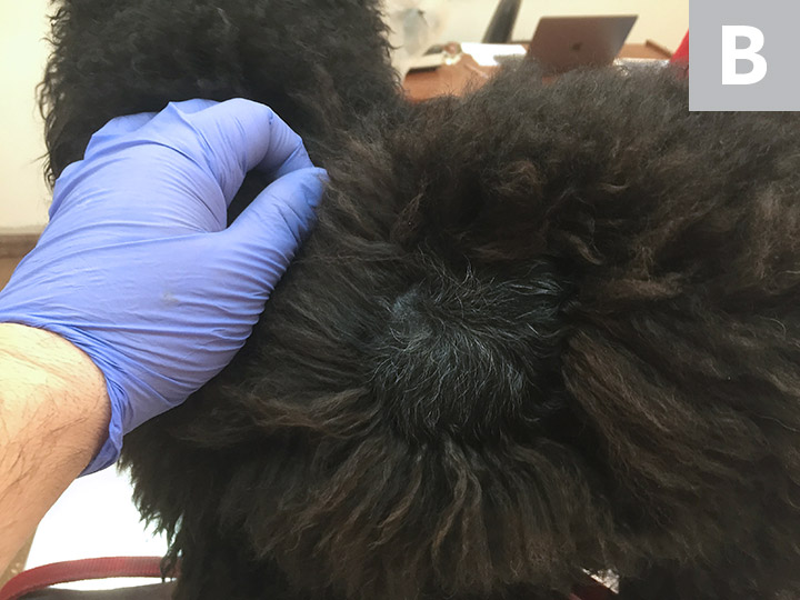 How to Approach Ischemic Dermatopathy in Dogs | Clinician's Brief