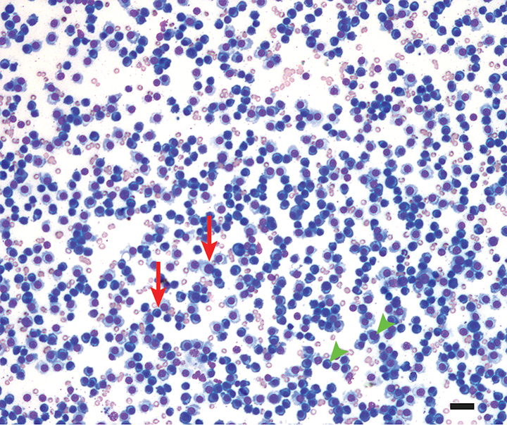 Tenesmus & Hematochezia in a Dog | Clinician's Brief