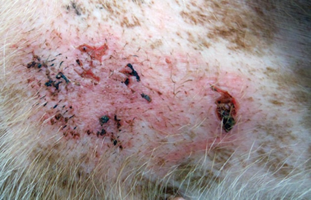 Clinical Image: Skin Lesion On a Dog