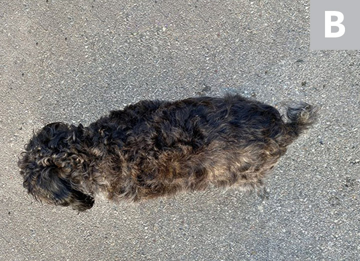 Anesthetic Induction with Propofol in Lean Versus Obese Dogs ...