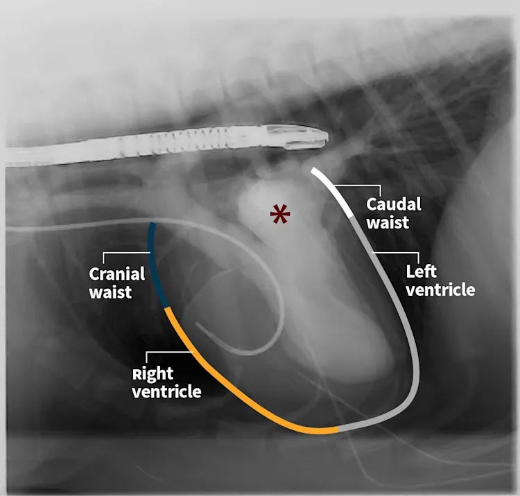 Heart Evaluation on Thoracic Radiographs in Dogs: Guide
