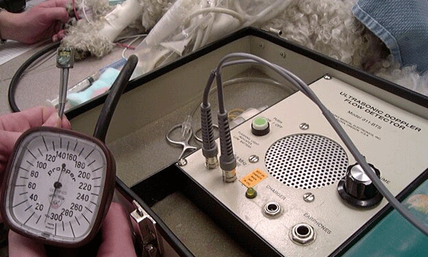 Anesthesia Monitoring: Raising the Standards of Care