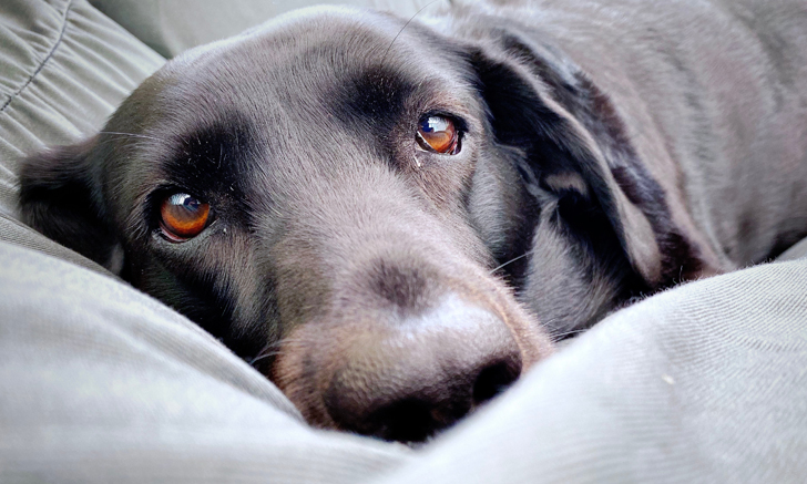 Top 5 Preventive Care Tips for Dogs & Cats With Cancer