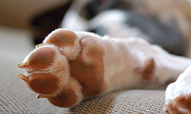 Local Anesthetic Blocks of the Distal Limbs for Dermatologic Procedures