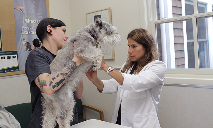 Podcast: What Do Vet Techs Want You to Know?