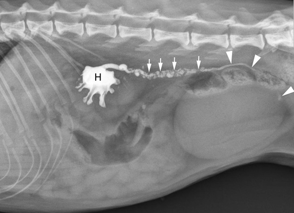 Clinical Image: Pyelography Image