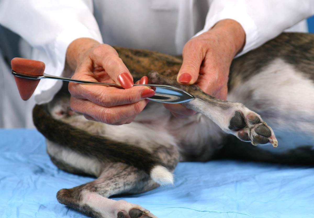 Step-by-Step: The Neurologic Examination | Clinician's Brief