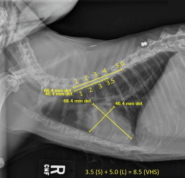 Clinical Image: VHS Finding