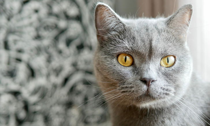 Diagnosing Different Courses of FeLV Infection