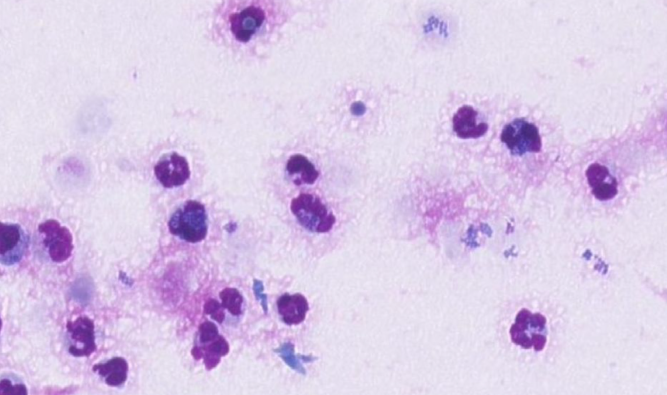 Vetscan Imagyst AI Urine Sediment Hospital Resource Guide