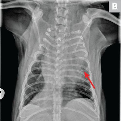 Common Pulmonary Diseases in Dogs | Clinician's Brief