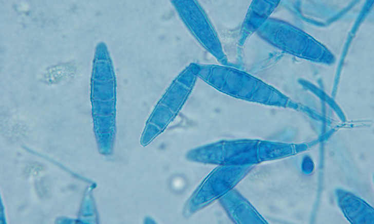 Step-by-Step Guide to Fungal Cultures in Veterinary Patients