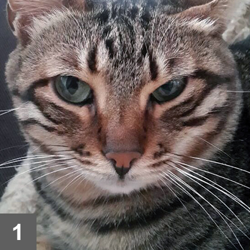 Ophthalmic Examination Made Simple | Clinician's Brief