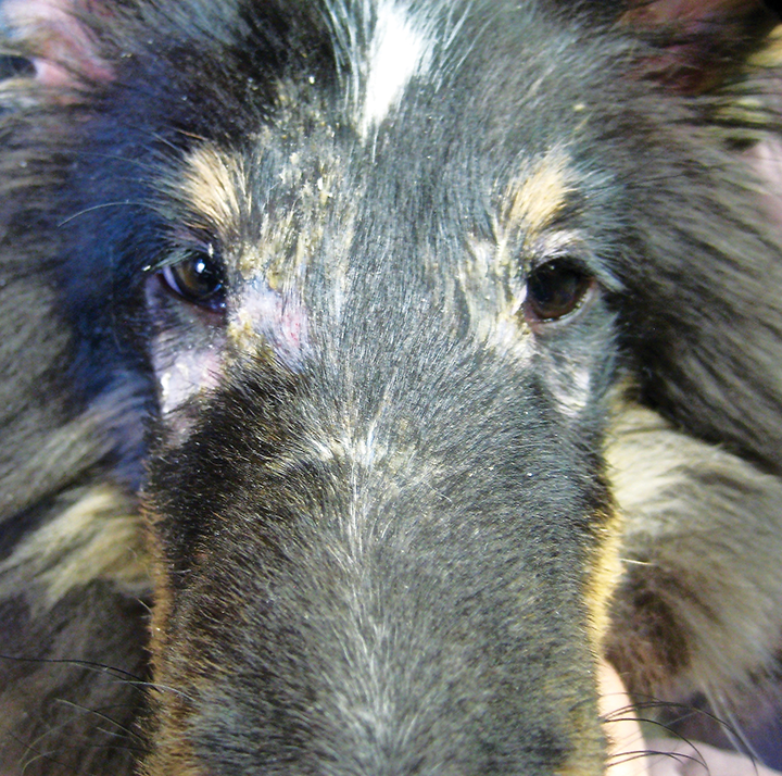 Canine Dermatomyositis | Clinician's Brief