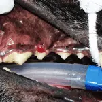 Common Oral Tumors in Dogs & Cats