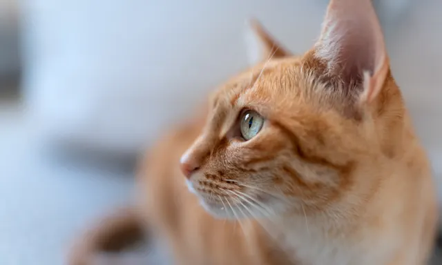 Decompressive Cystocentesis in Cats | Clinician's Brief