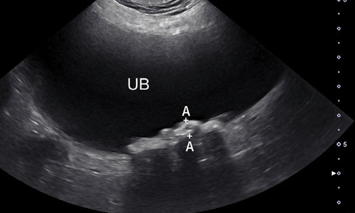 Ultrasound Scenarios in Veterinary Practice: Top 5