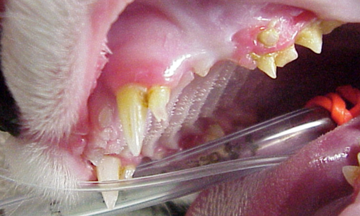 Pelvic Limb Lameness in a Cat