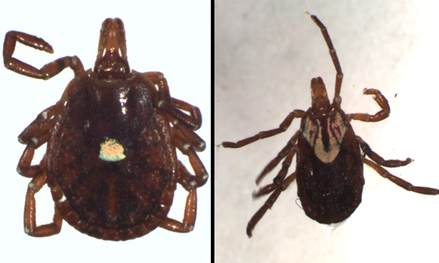 Practical Guide to Tick-Borne Disease