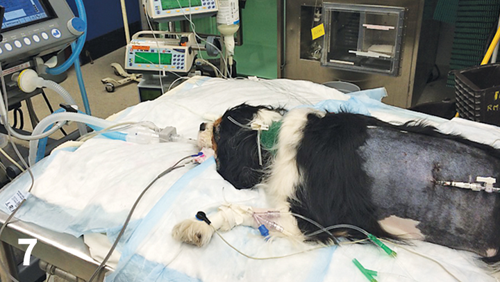 Oxygen Therapy in Dogs & Cats | Clinician's Brief