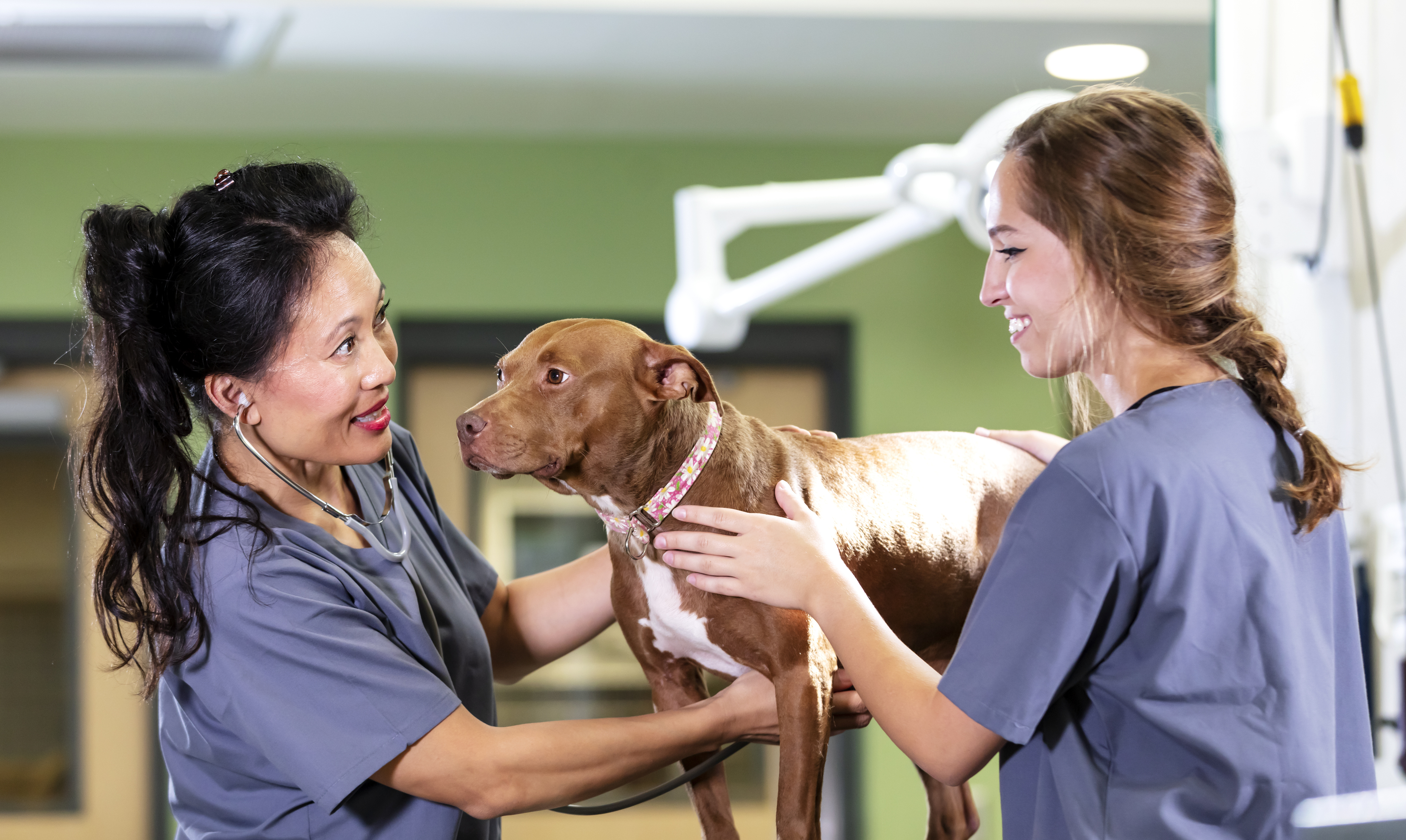 Podcast: Mentorship, Growth, & Leadership in the Veterinary Profession ...