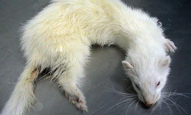 GI Disease in Ferrets