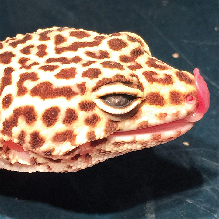 Vitamin A Deficiency in Insectivorous Lizards | Clinician's Brief