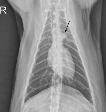 Clinical Image: Radiograph of Cat