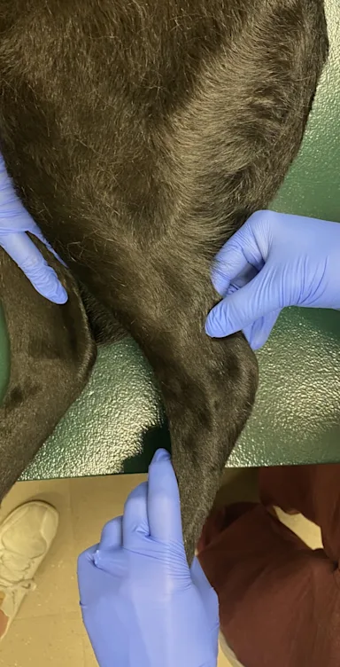 Identifying Canine Hindlimb Lameness | Clinician’s Brief