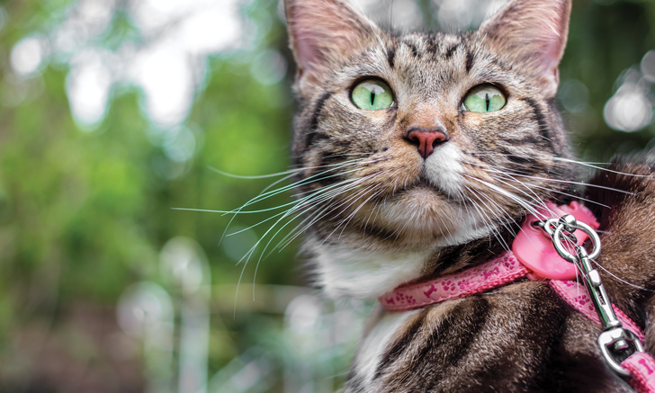 Physical Activity Programs for Cats | Clinician's Brief