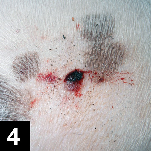 Top 5 Sun-Induced Skin Lesions in Dogs | Clinician's Brief