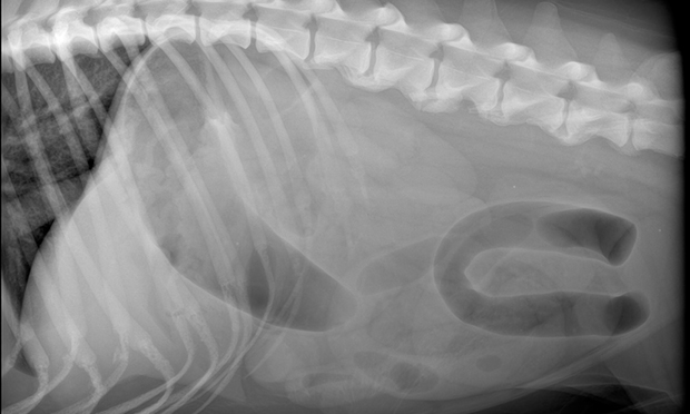 Colonic Torsion in a Dog