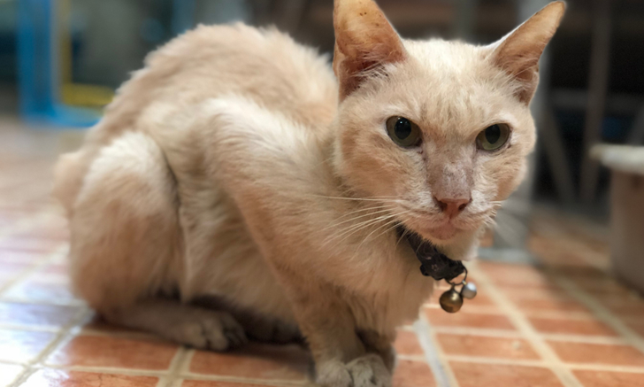 Differential Diagnosis: Hypophosphatemia in Cats & Dogs