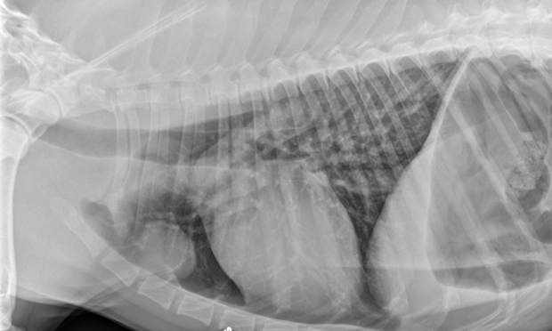 Weakness & Exercise Intolerance in a Dog