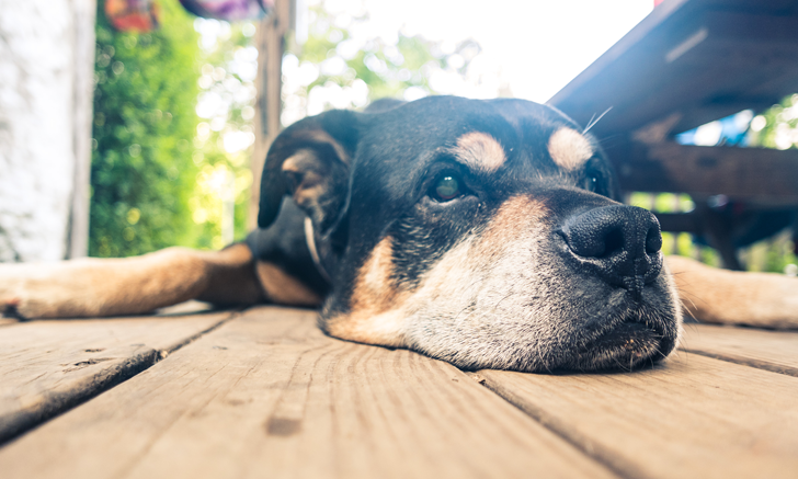 Differential Diagnosis: Splenomegaly in Dogs