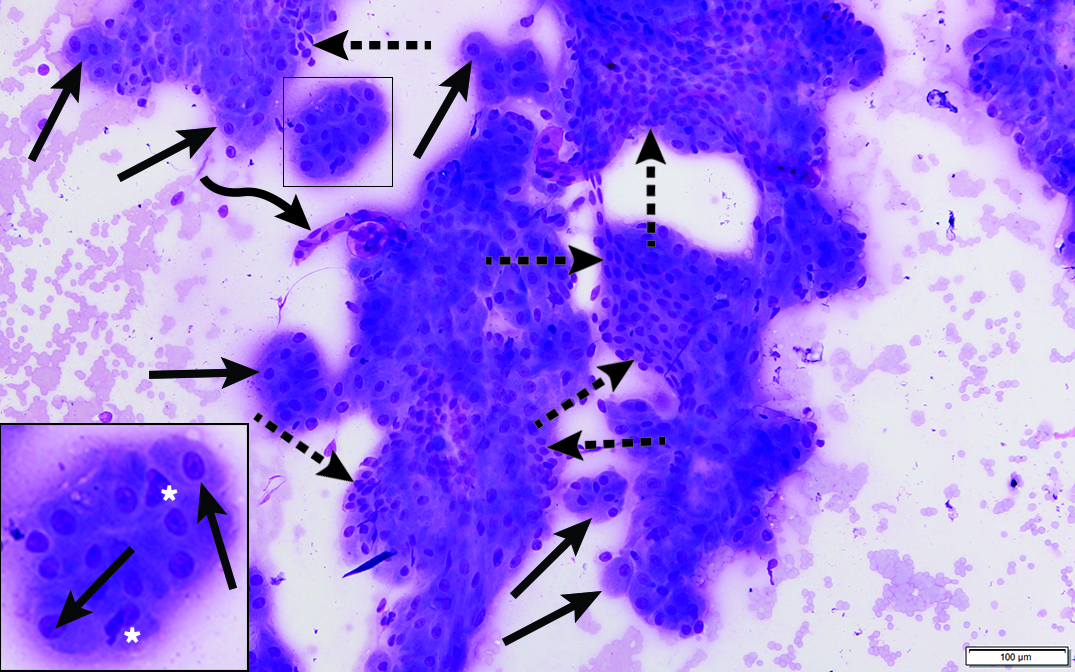 Pedunculated Tail Mass in a Hound | Clinician's Brief