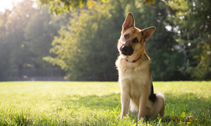 Podcast: Do Dogs Deserve Their Breed Stereotypes?