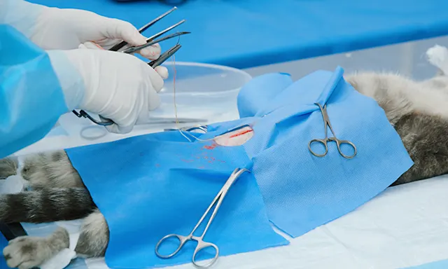 Surgical Skills Portal