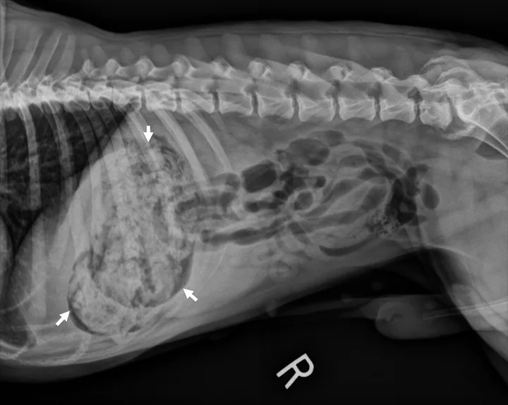 Clinical Image: Endoscopy?