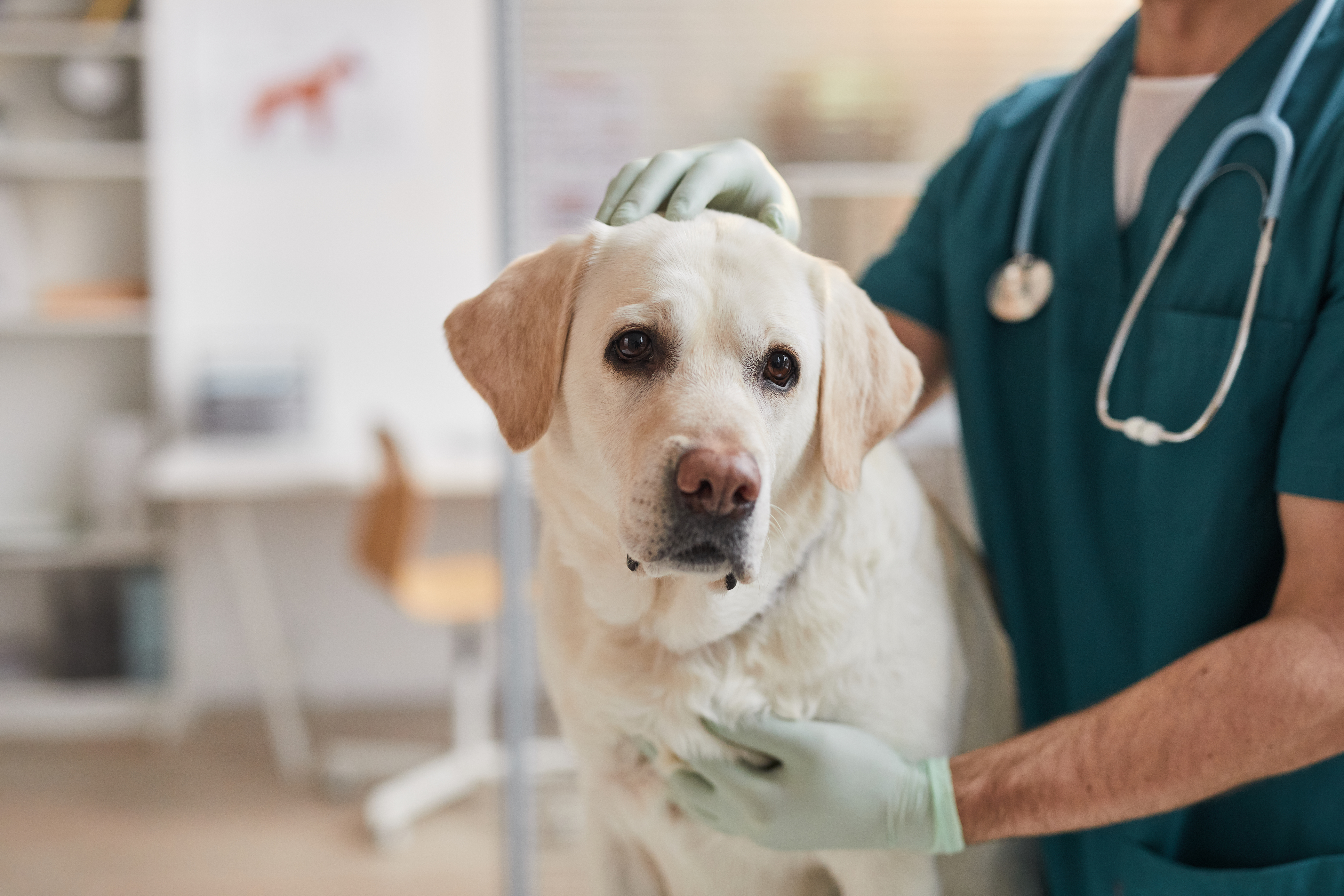Clinician’s Choice: Management of Acute Colitis in a Dog