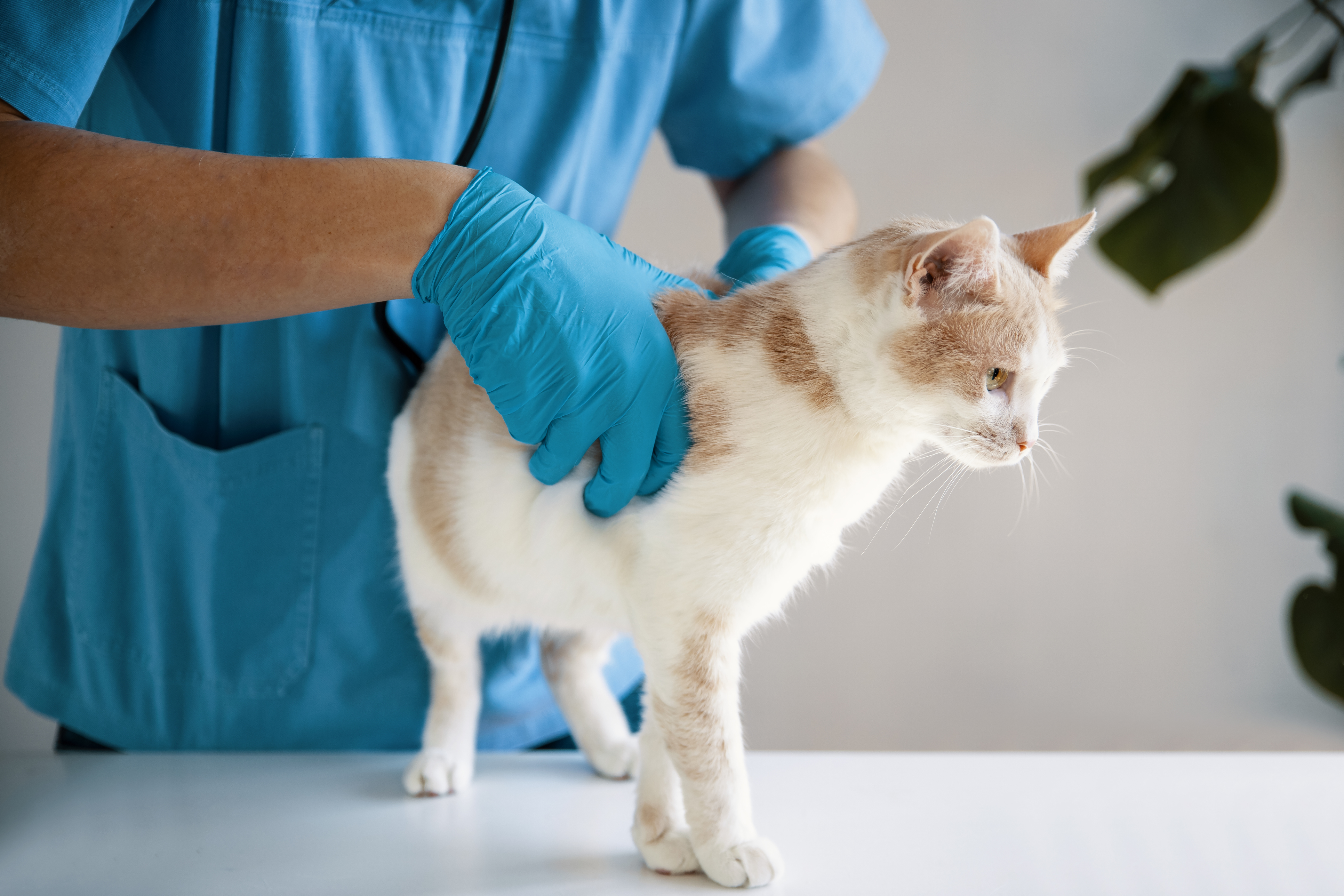 Feline FIP Therapy: High-Dose Remdesivir & GS-441524