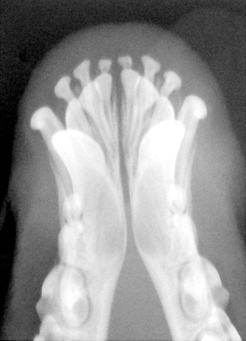 Dental Abnormalities in Puppies & Kittens | Clinician's Brief