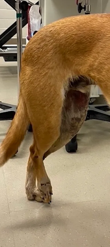Identifying Canine Hindlimb Lameness | Clinician’s Brief