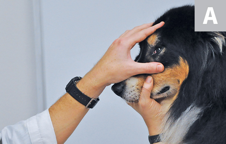 Fundic Examination | Clinician's Brief