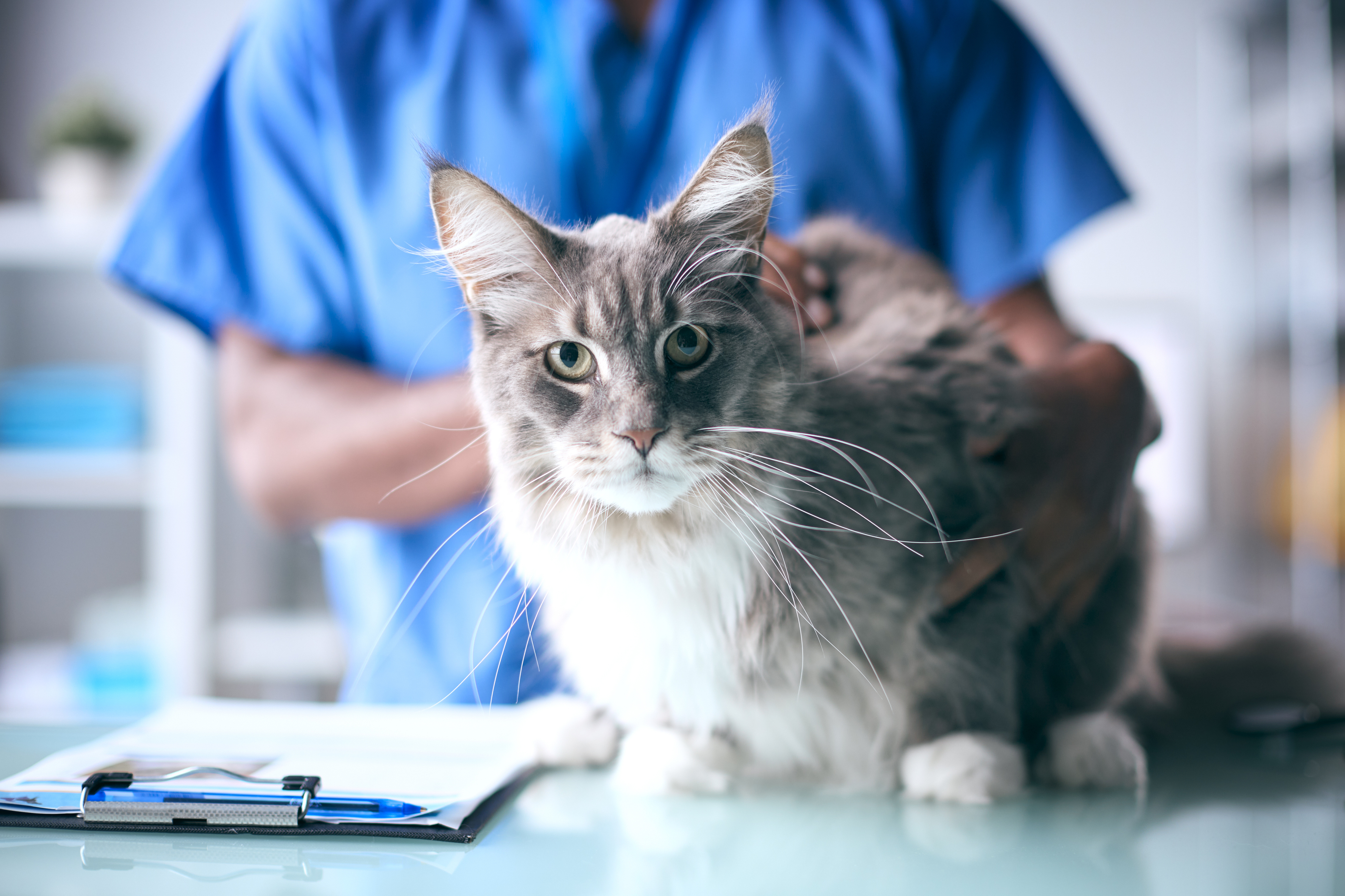 Podcast: Targeted Therapy for Feline Hypertrophic Cardiomyopathy With ...