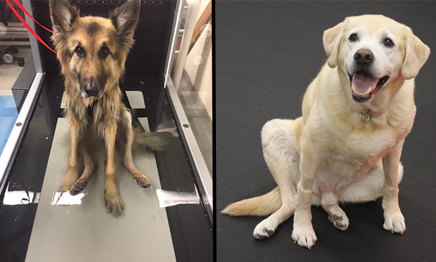 Top 5 Most Common Orthopedic Conditions in Dogs