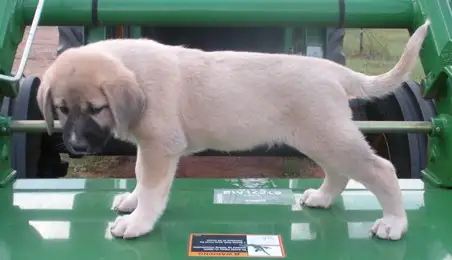 Body Condition Scoring for Dogs: Techniques & Scales