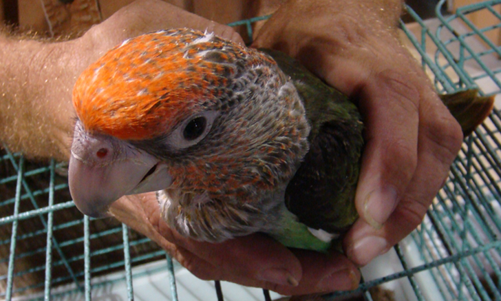 Image Gallery: Avian Restraint